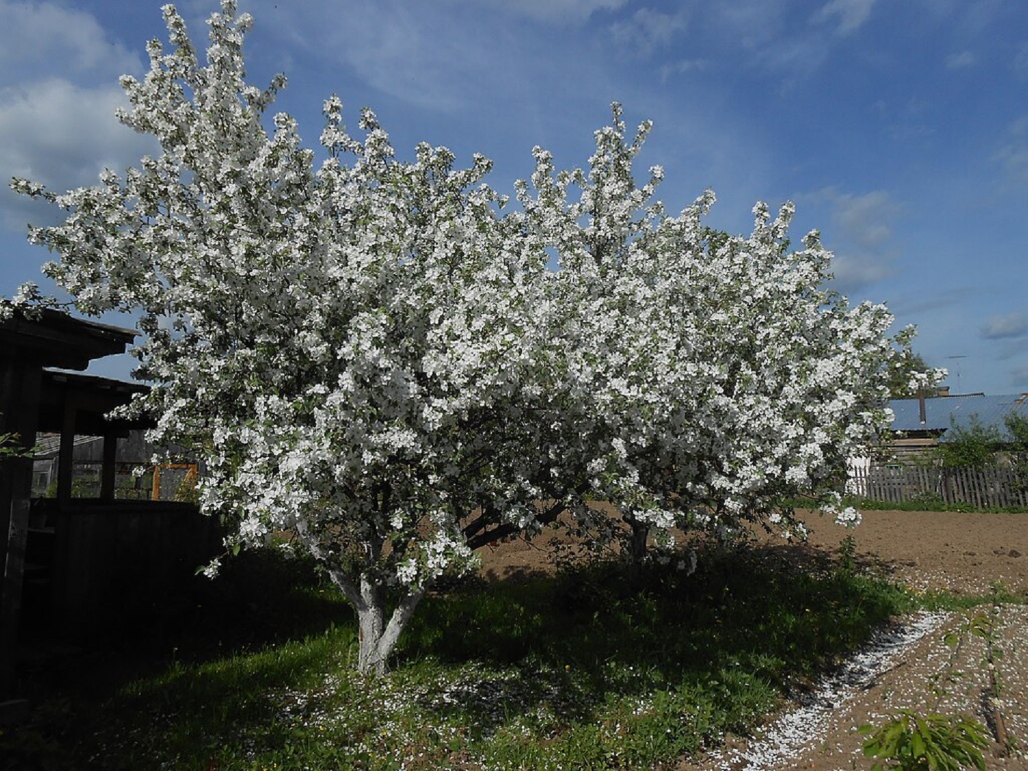 Nejrychleji rostoucí sazenice kupte v školce Rosselkhozpitomnik