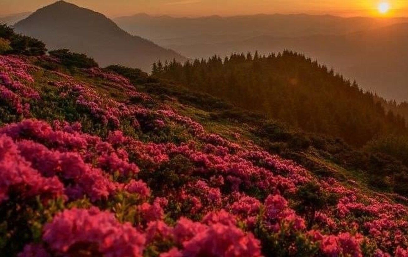 Warming temperatures could shrink "red ruta" habitat in the Carpathians ...