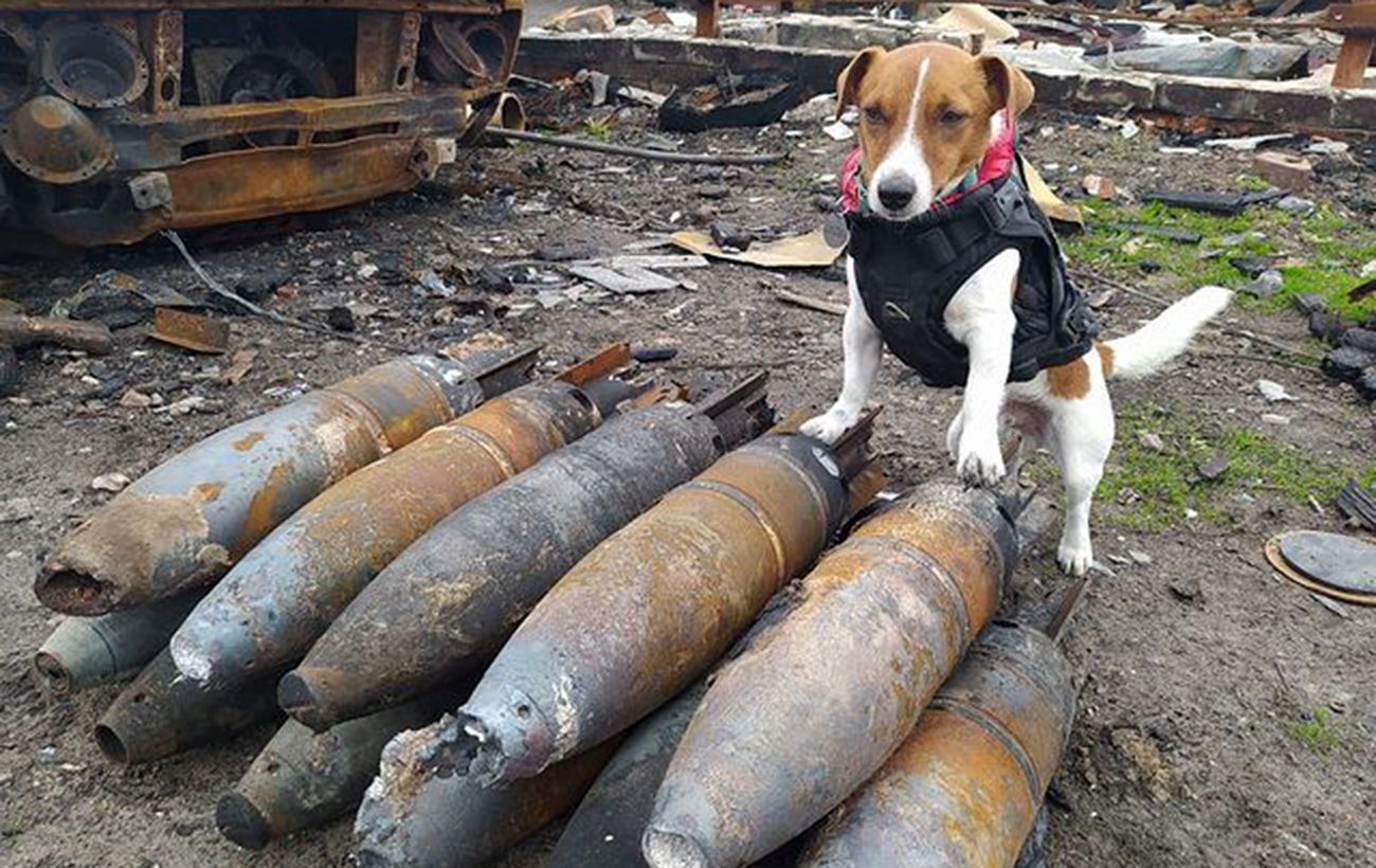 Мультфільм про Патрона обурив пса - відео | РБК Украина