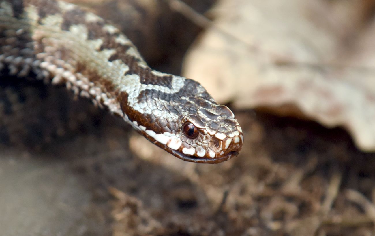Ці прості поради допоможуть вберегтись від укусів змій Читайте на Ukr Net