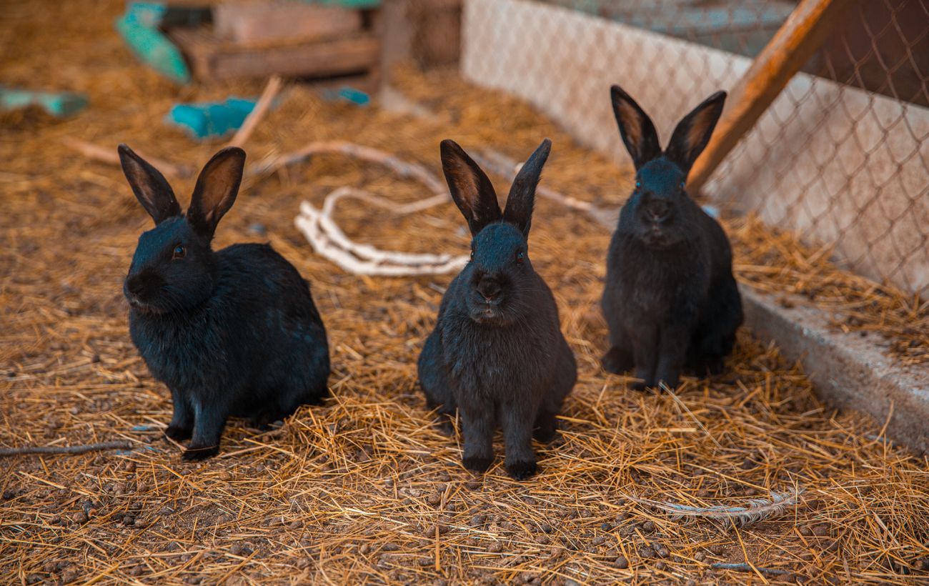 2023 Чорного Кролика - що принесе нам символ року | РБК-Україна