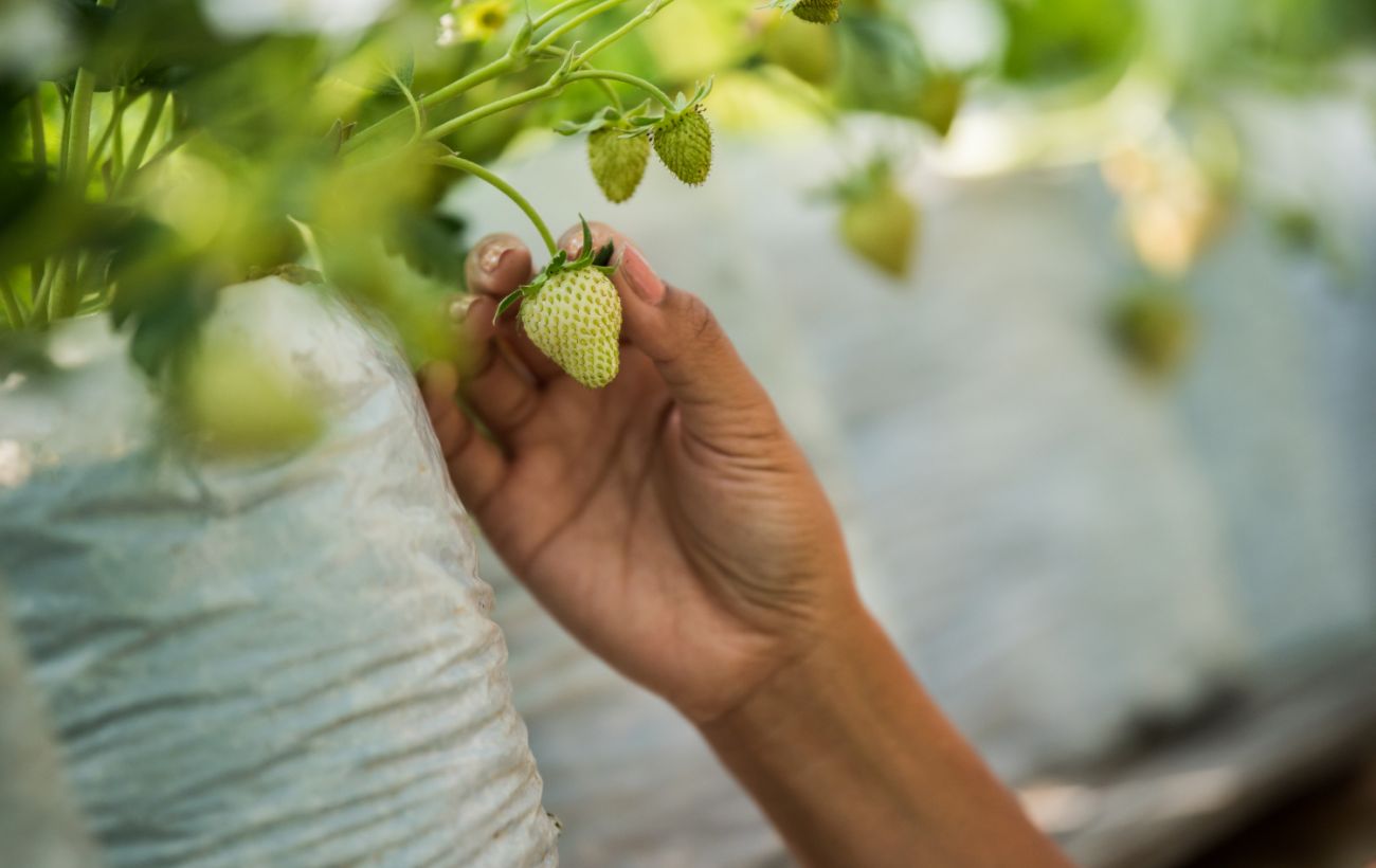 Як доглядати за полуницею навесні щоб отримати щедрий врожай Читайте