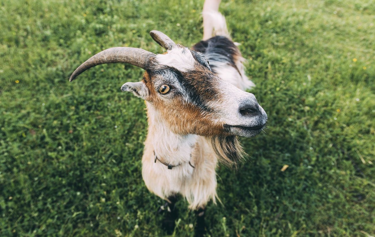 Тварини, які вражають своїми здібностями - список і деталі | РБК-Україна