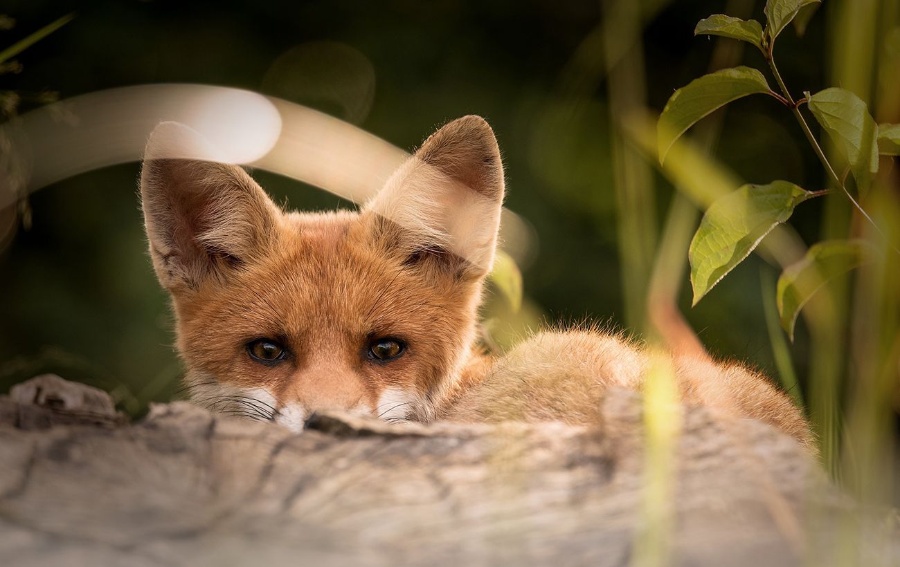 Лисы в Виннице атакуют город - видео | РБК-Україна